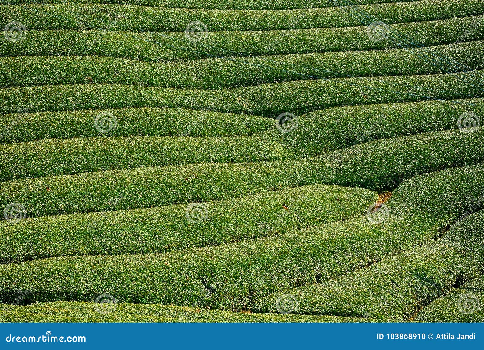 Tea farm, Wazuka, Japan stock photo. Image of nature - 103868910