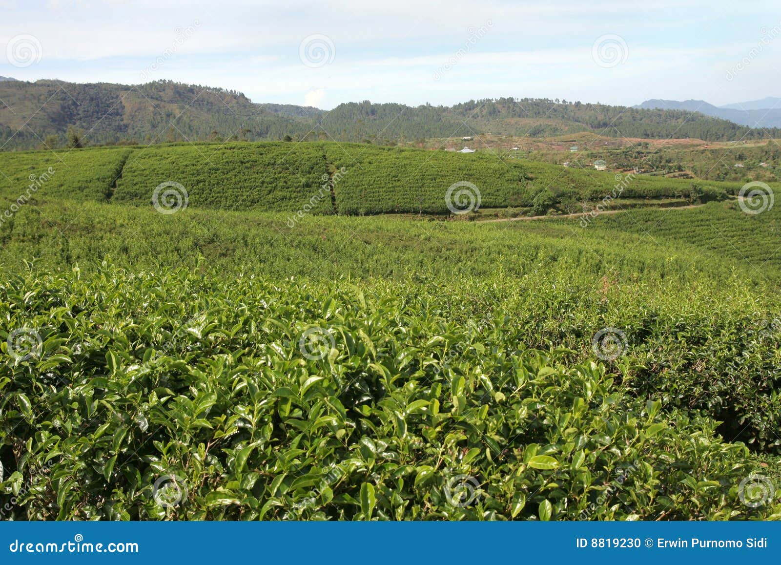 Tea farming stock photo. Image of cultivator, plant, financial - 8819230