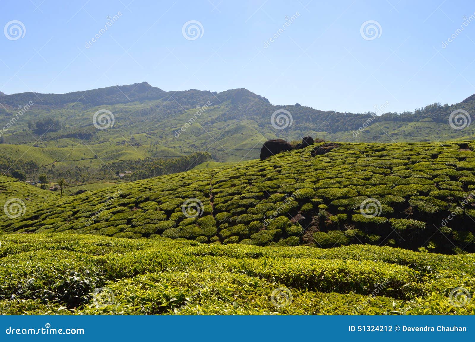 Tea farms stock photo. Image of green, south, india, farms - 51324212