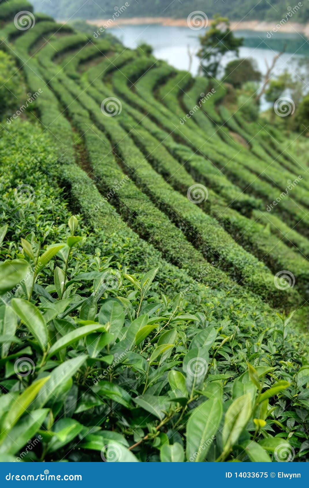 Tea field stock image. Image of grow, countryside, asia - 14033675