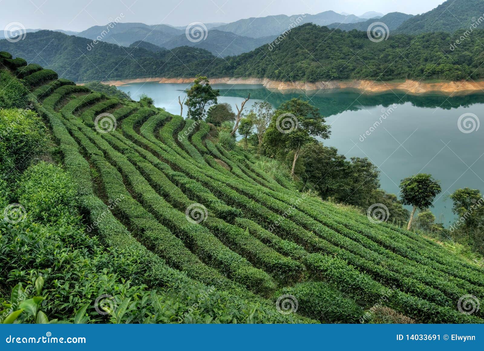 Tea field stock image. Image of agricultural, culture - 14033691