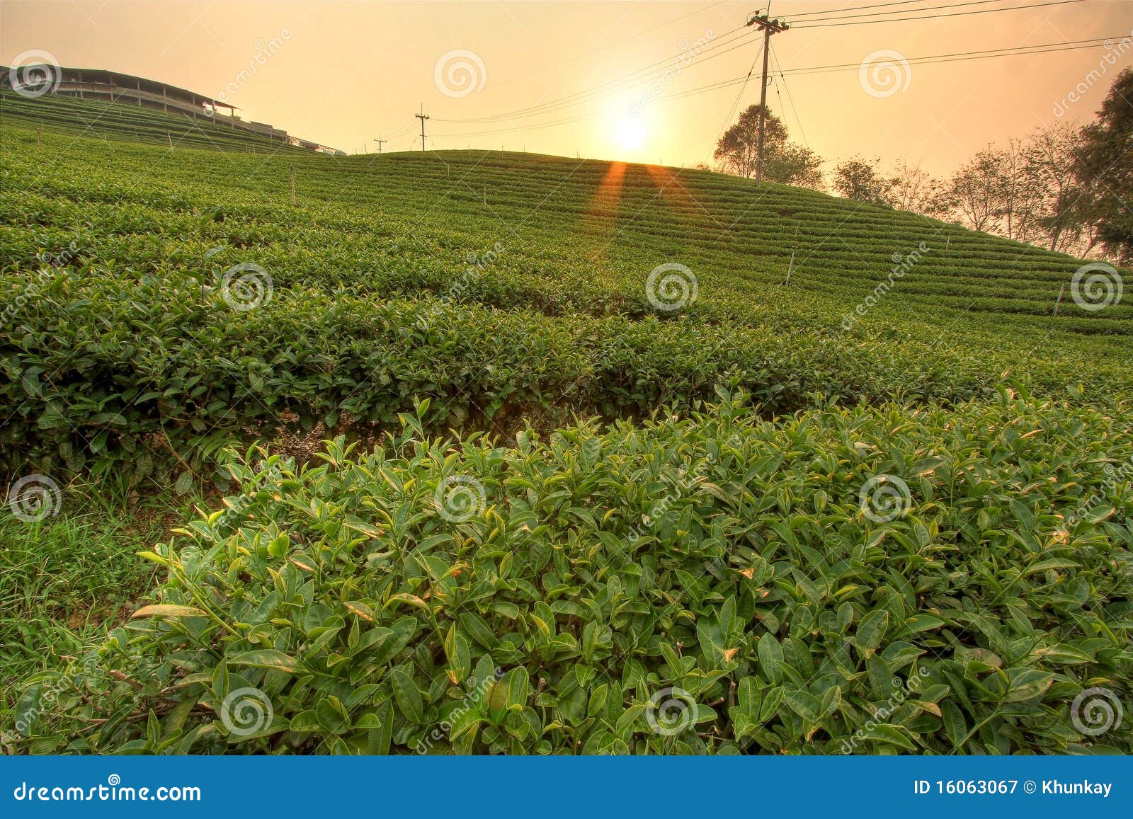 Tea field stock image. Image of leaf, beauty, incline - 16063067