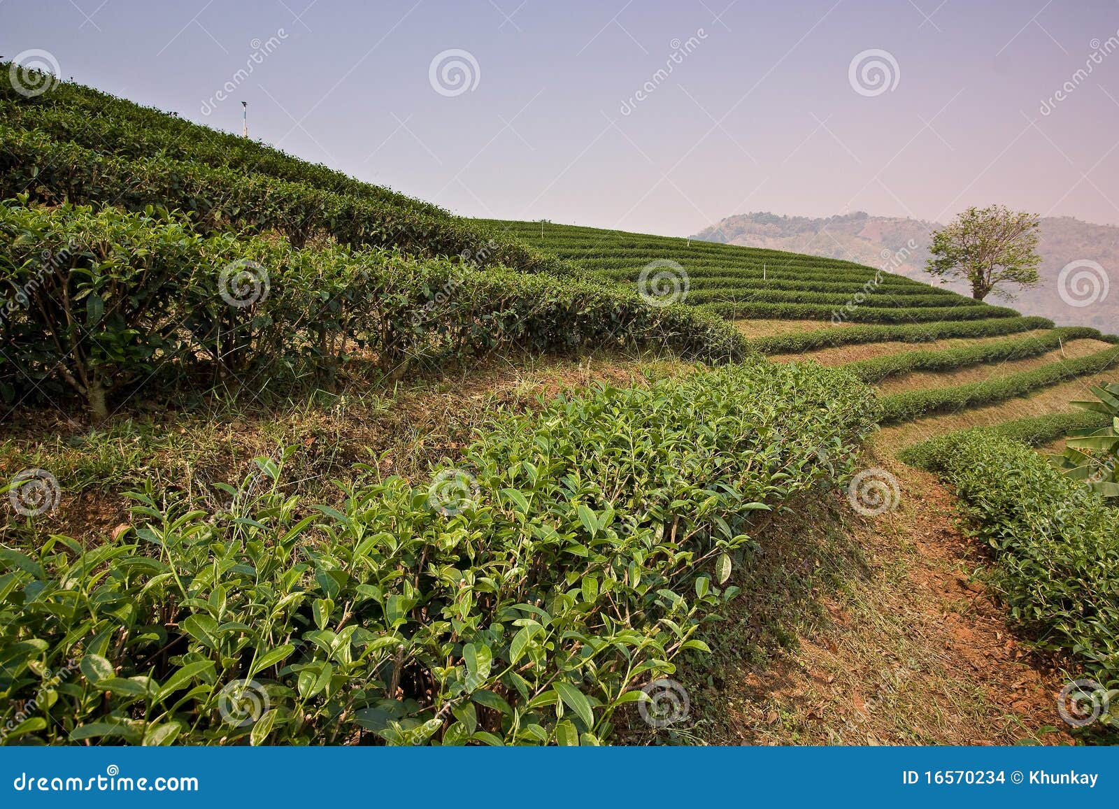 Tea field stock photo. Image of field, grow, slope, tier - 16570234