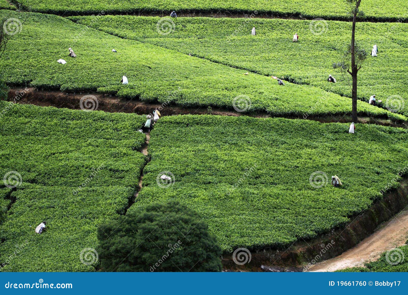 Tea field stock photo. Image of picking, industri, pick - 19661760