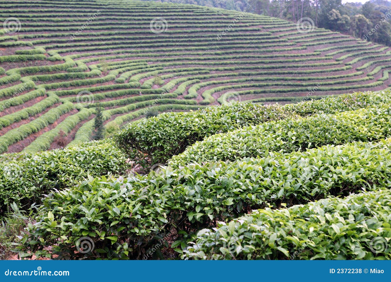 Tea Field stock photo. Image of natural, landscape, green - 2372238