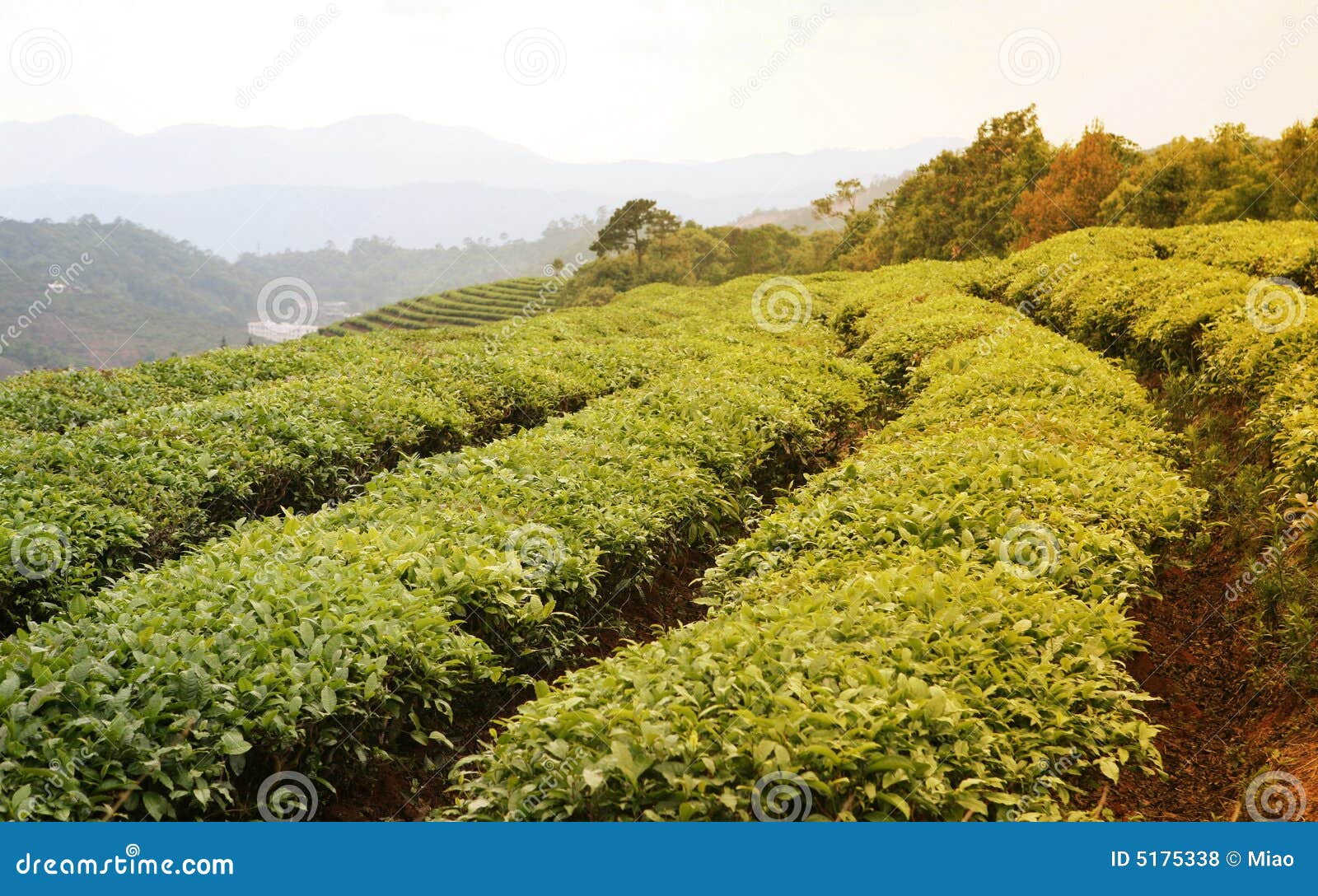 Tea Field stock photo. Image of trees, plowland, rural - 5175338