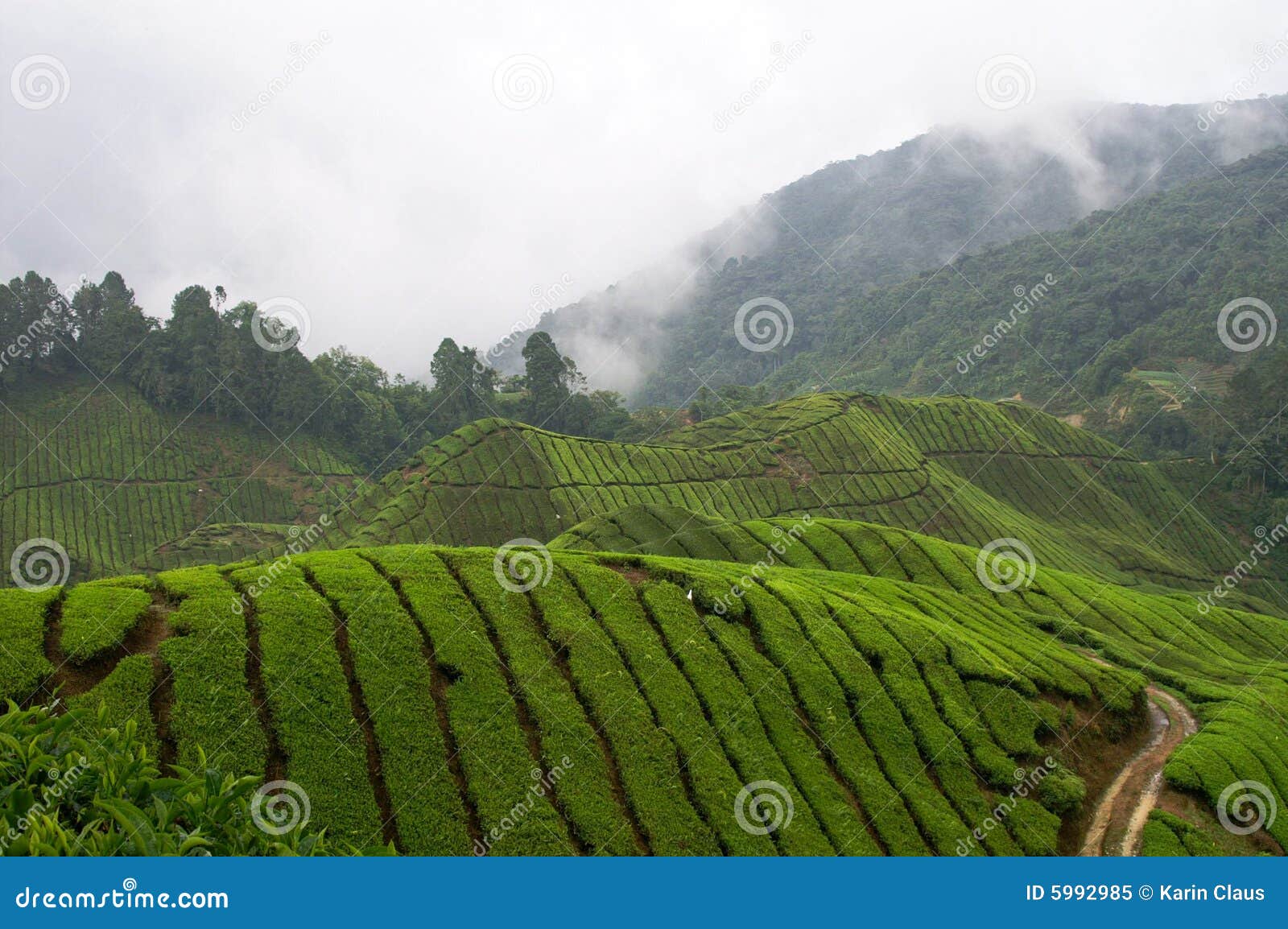 Tea field stock image. Image of beverage, vally, tropical - 5992985