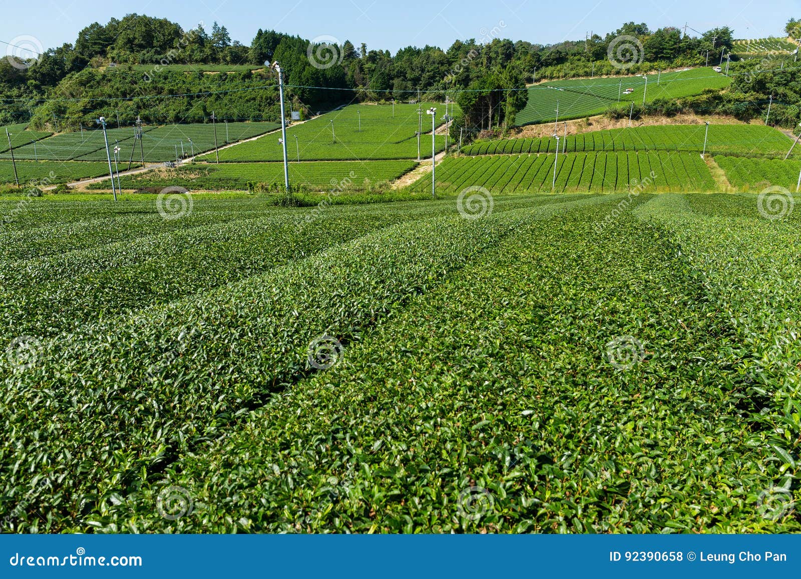 Tea field stock photo. Image of food, organic, grow, fresh - 92390658