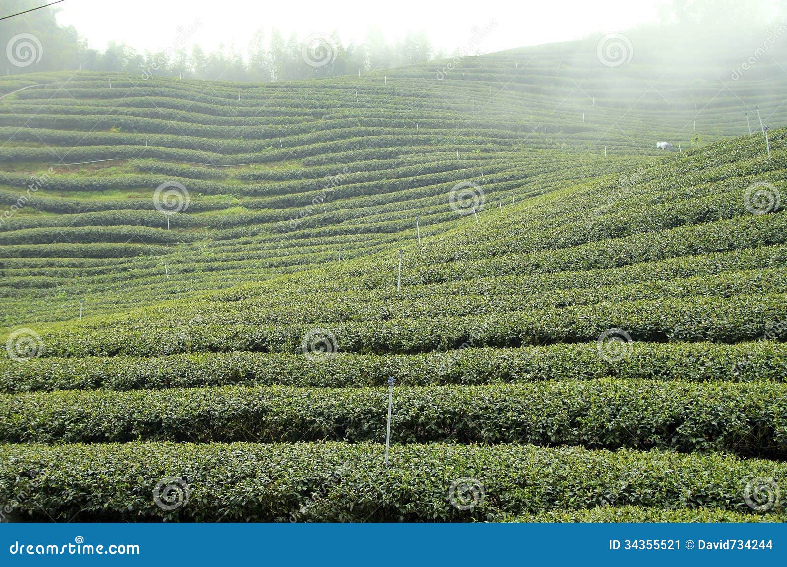 Tea field stock image. Image of growth, sunlight, landscape - 34355521