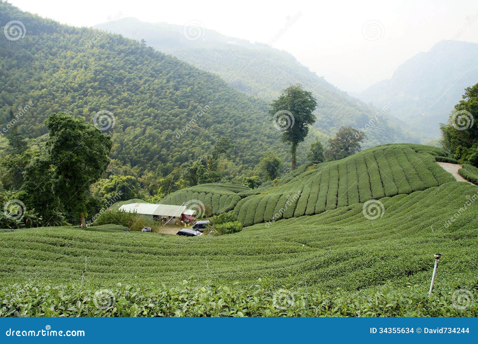 Tea field stock photo. Image of outdoors, growth, asia - 34355634