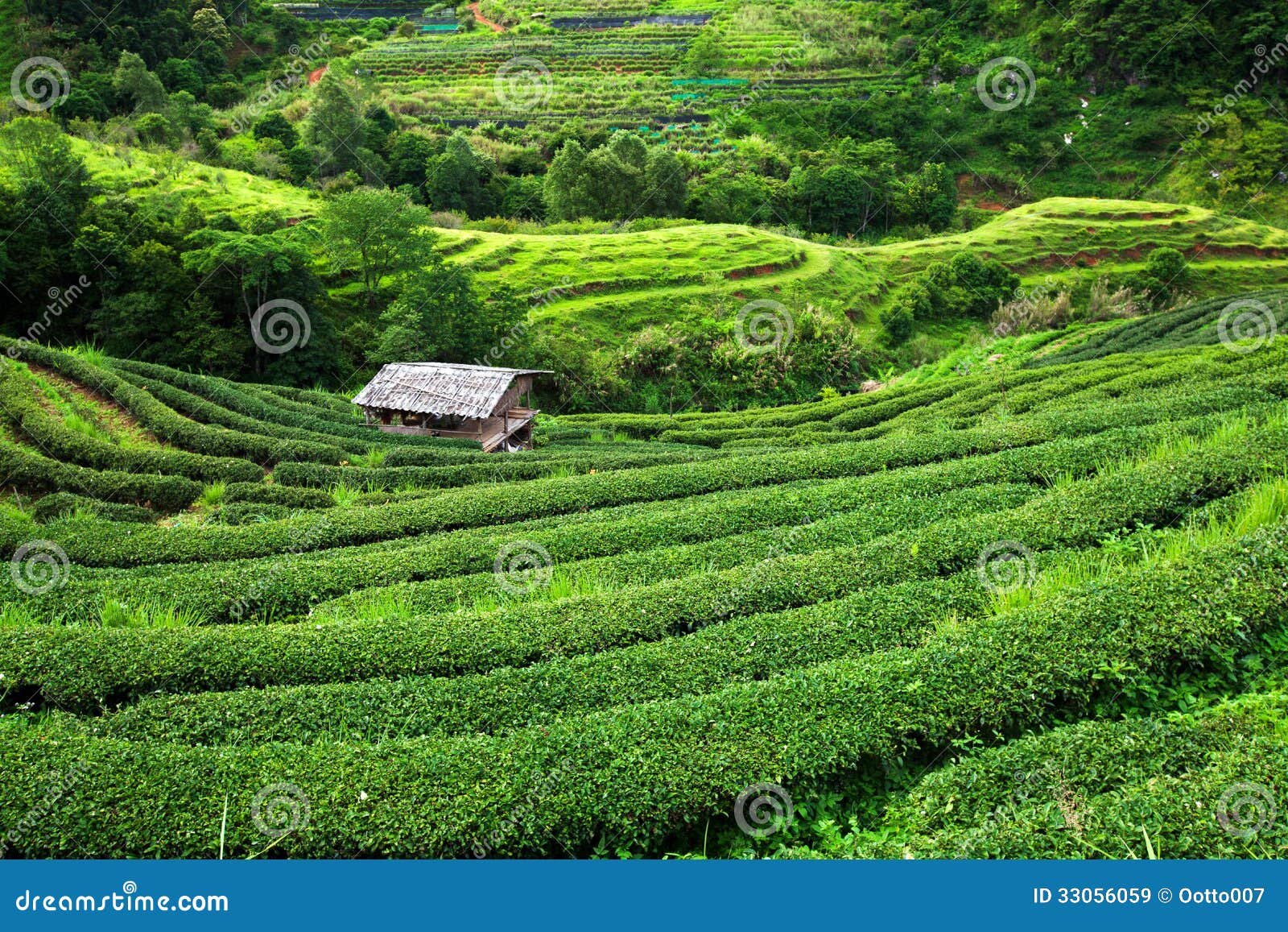 Tea field stock image. Image of beautiful, field, growth - 33056059