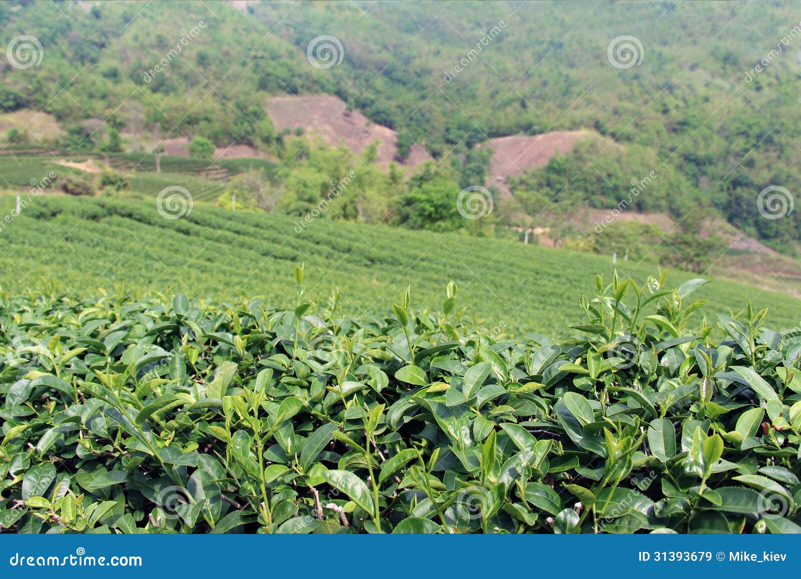 Tea field stock image. Image of plantation, green, nature - 31393679