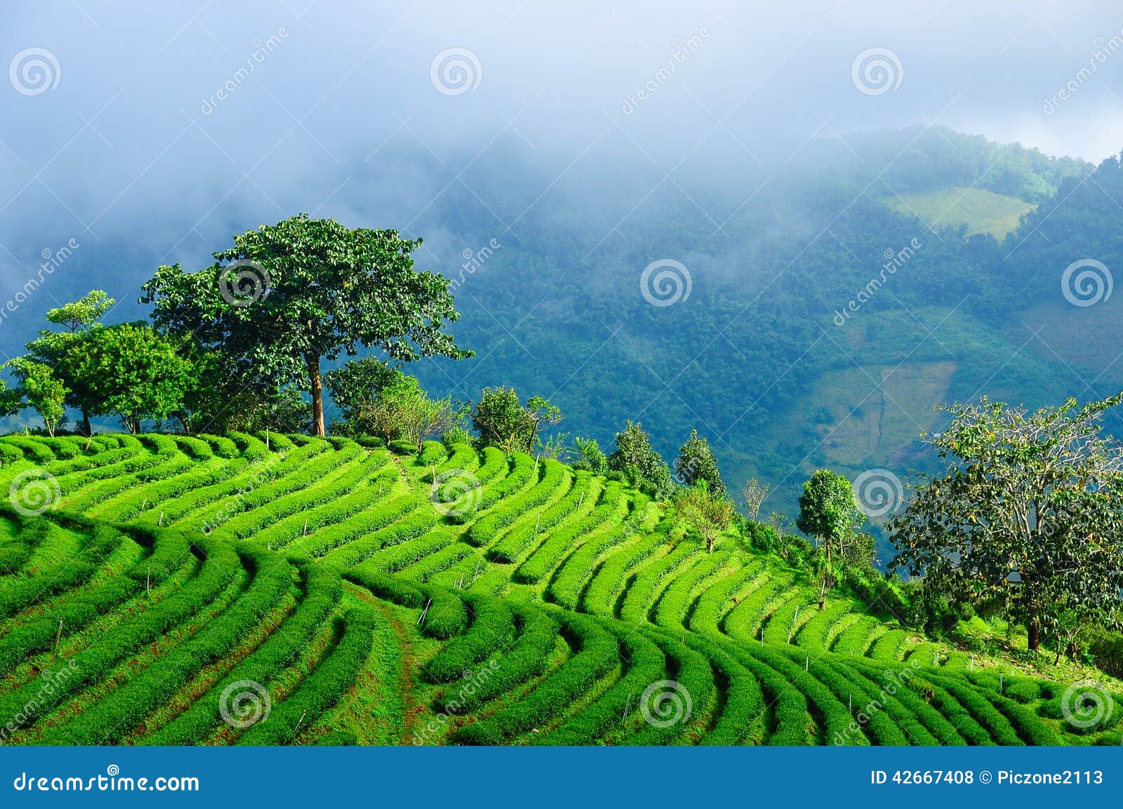 Tea field stock photo. Image of asia, plant, hazy, environment - 42667408