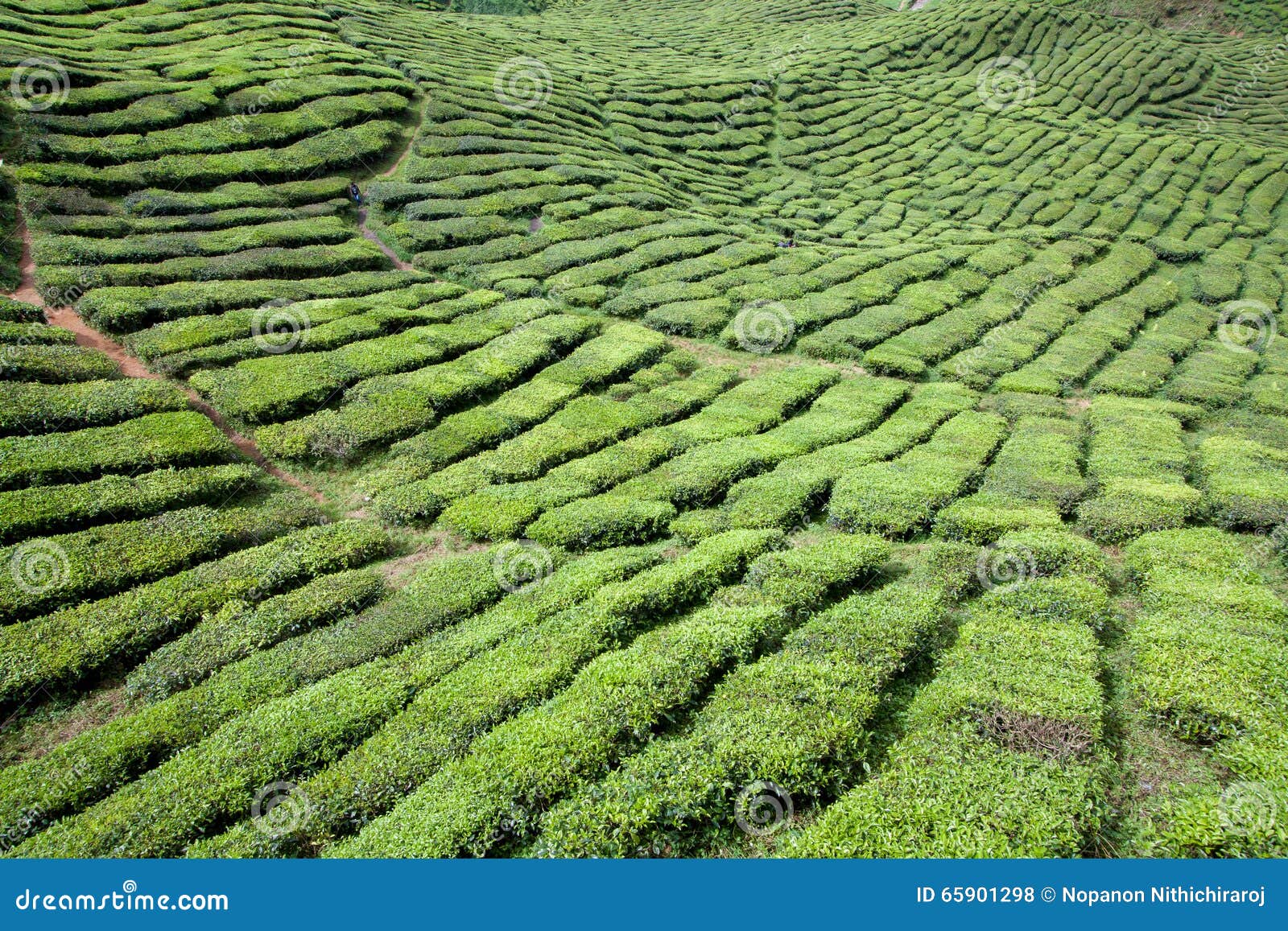 Tea field stock photo. Image of farm, environment, growing - 65901298