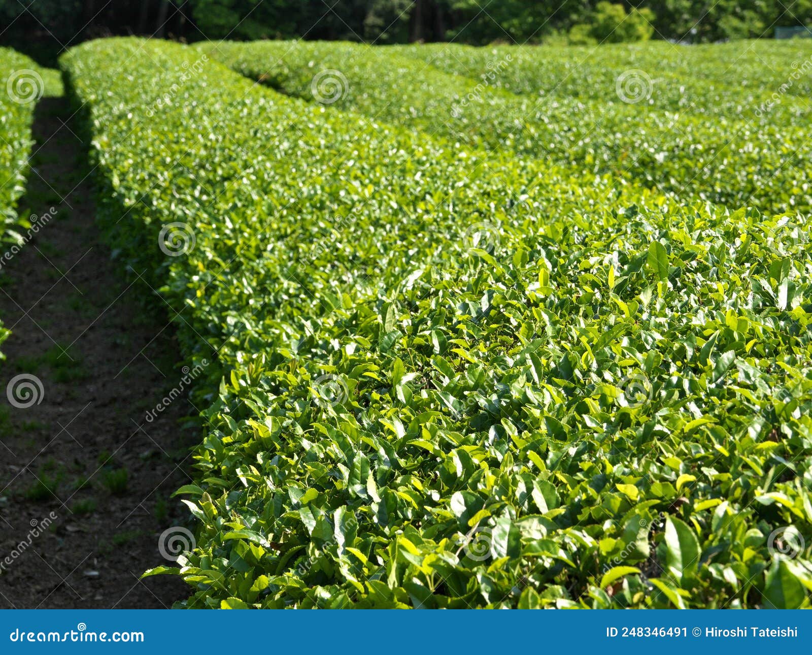 Tea Field in Shizuoka, Japan Stock Image - Image of nature, field ...