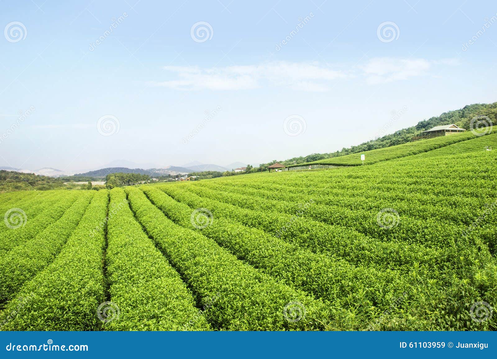 Tea field stock image. Image of green, view, landscape - 61103959