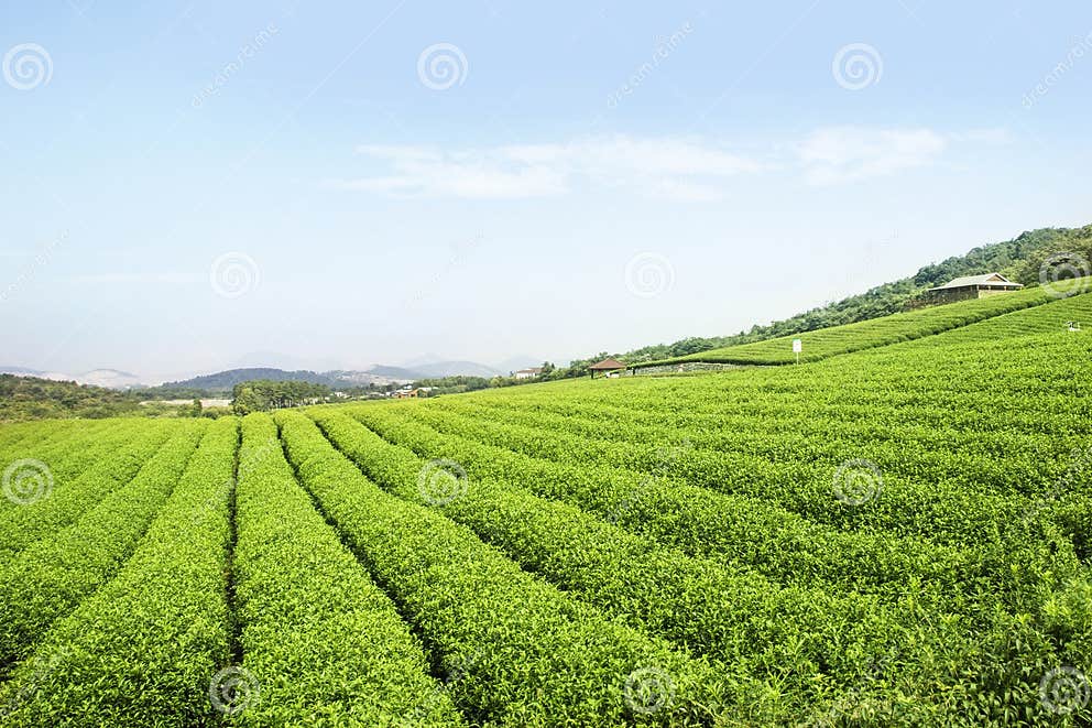 Tea field stock image. Image of green, view, landscape - 61103959