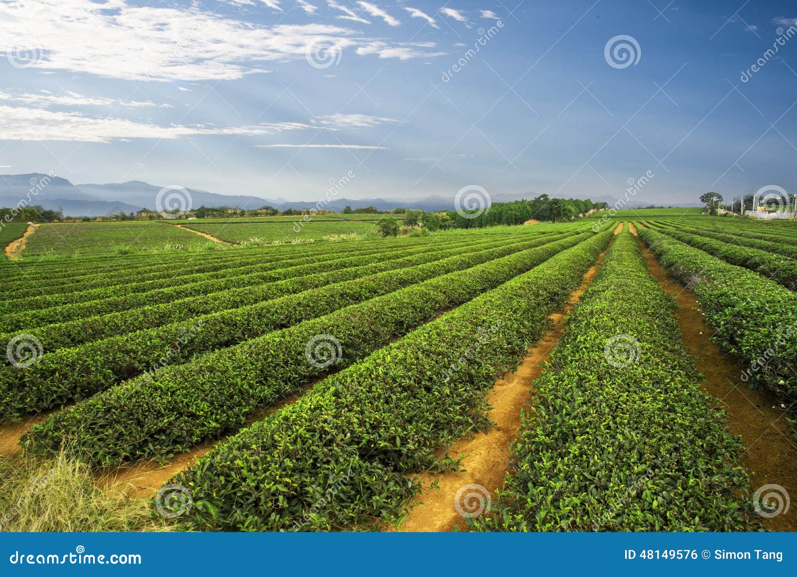 TEA FIELD stock photo. Image of light, outdoors, nature - 48149576