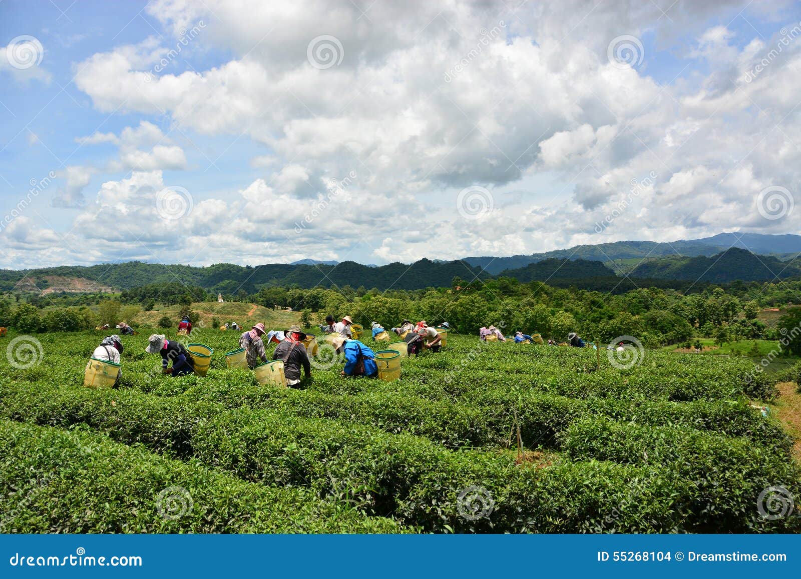 Tea field stock photo. Image of color, leaf, workers - 55268104