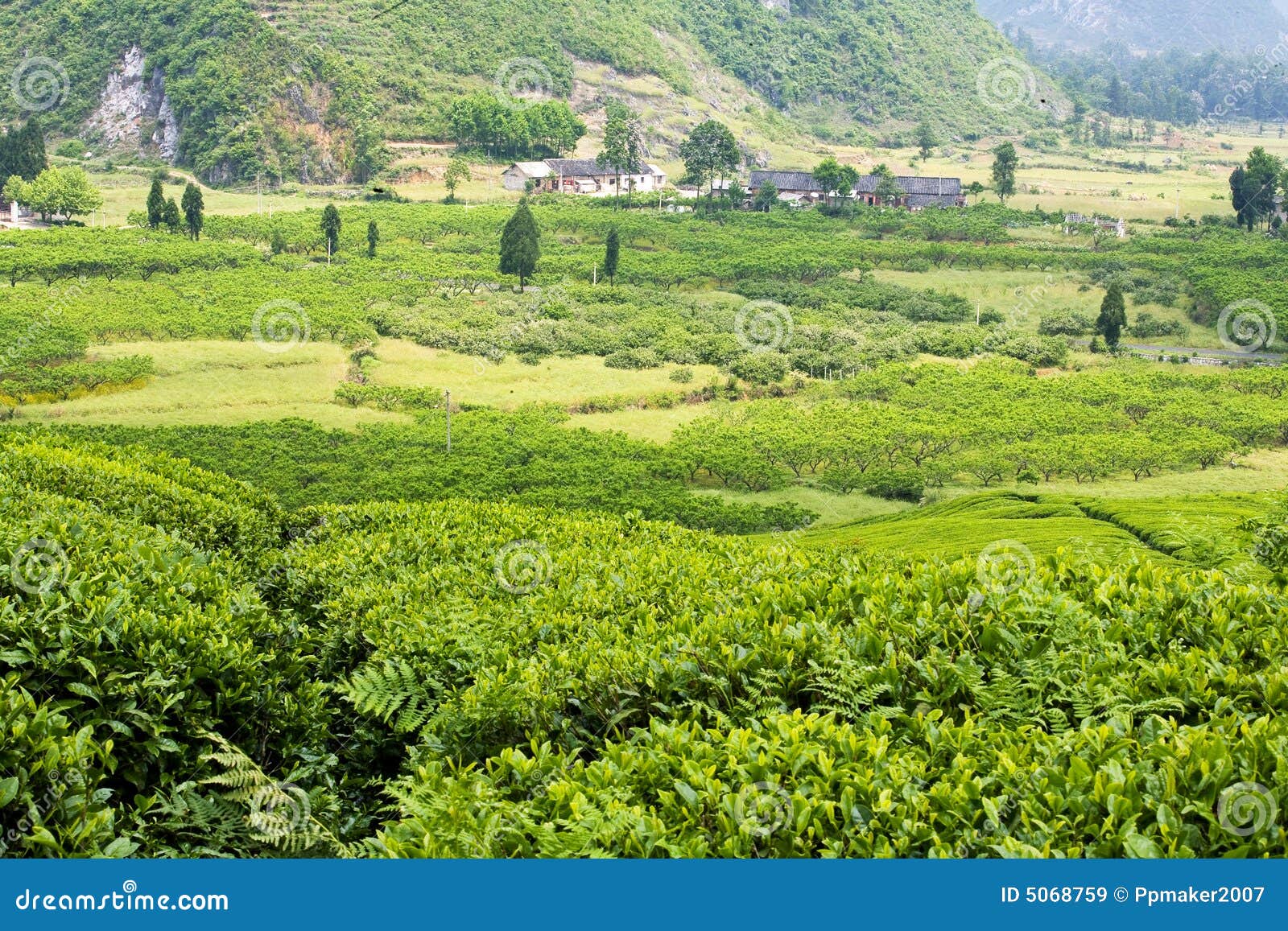 The Tea Fields Picture. Image: 5068759