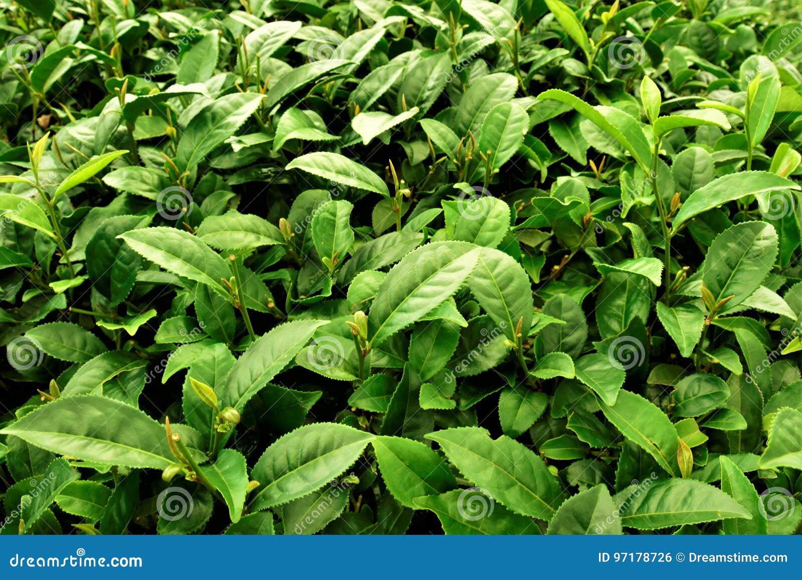Tea Fields in Alishan Taiwan Stock Photo - Image of mountain, bushes ...