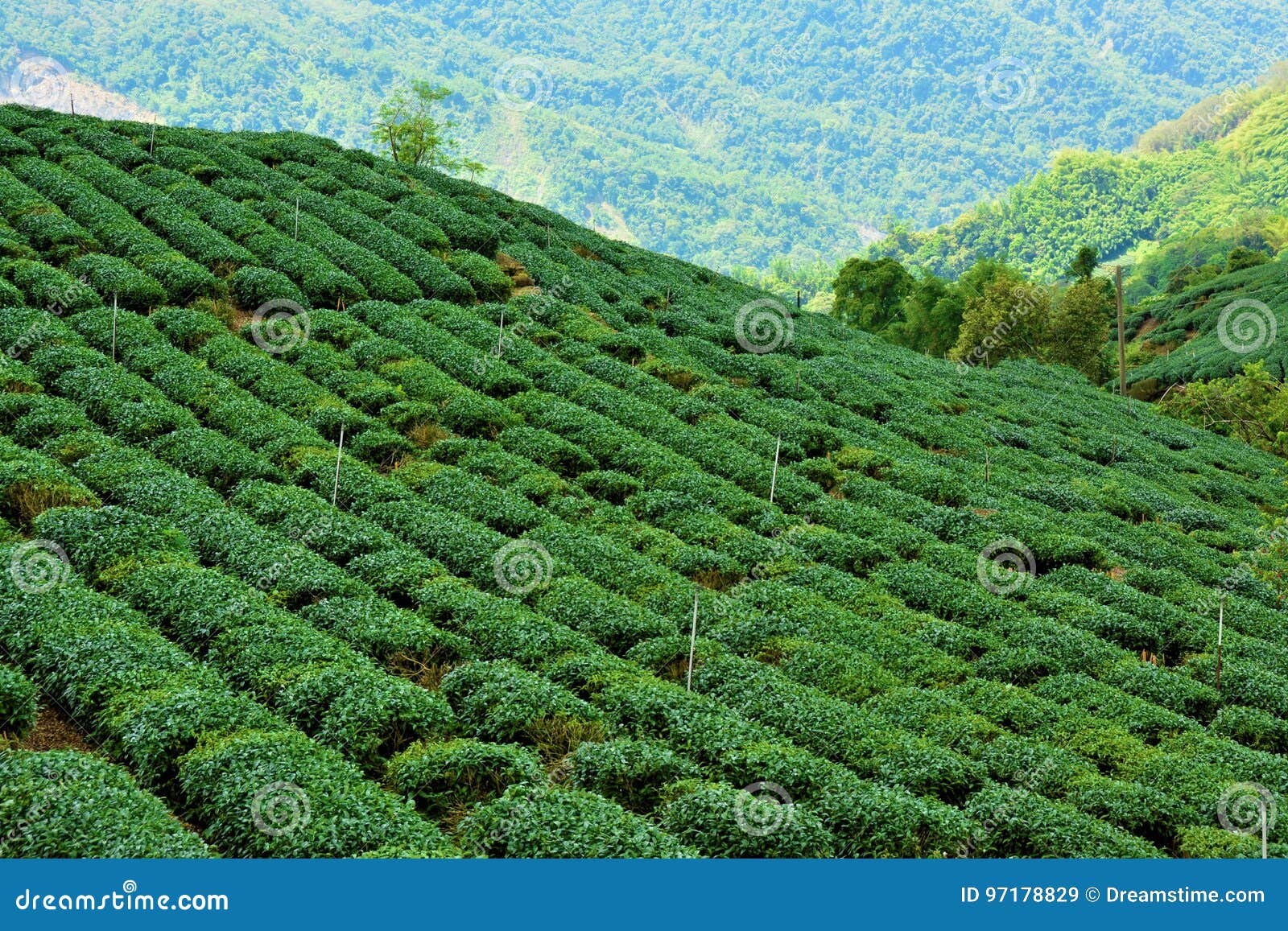 Tea Fields in Alishan Taiwan Stock Image - Image of bushes, hiking ...
