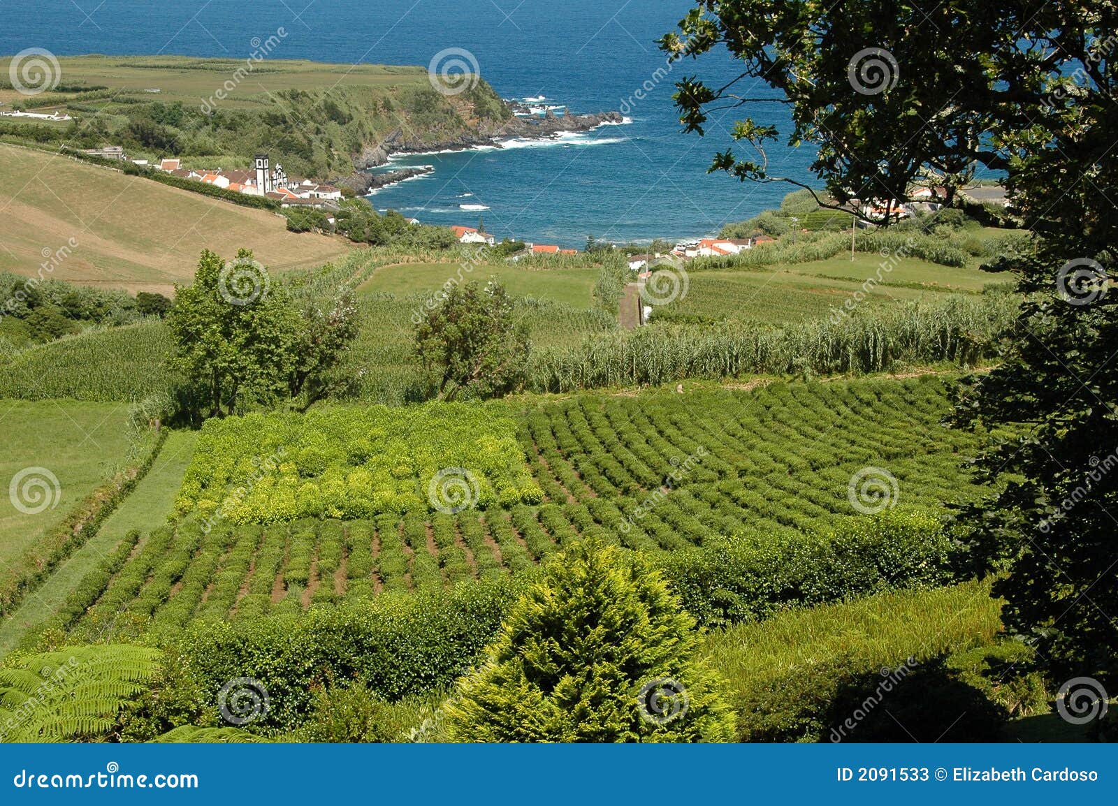 Tea fields in the Azores stock image. Image of village - 2091533