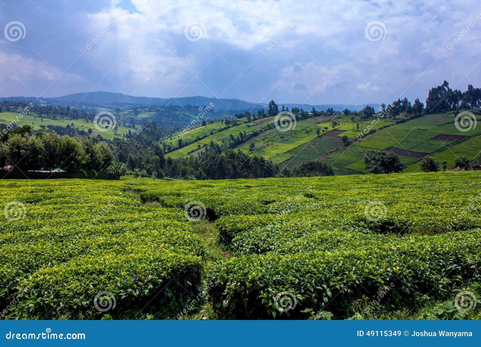 Tea fields stock image. Image of agriculture, africa - 49115349