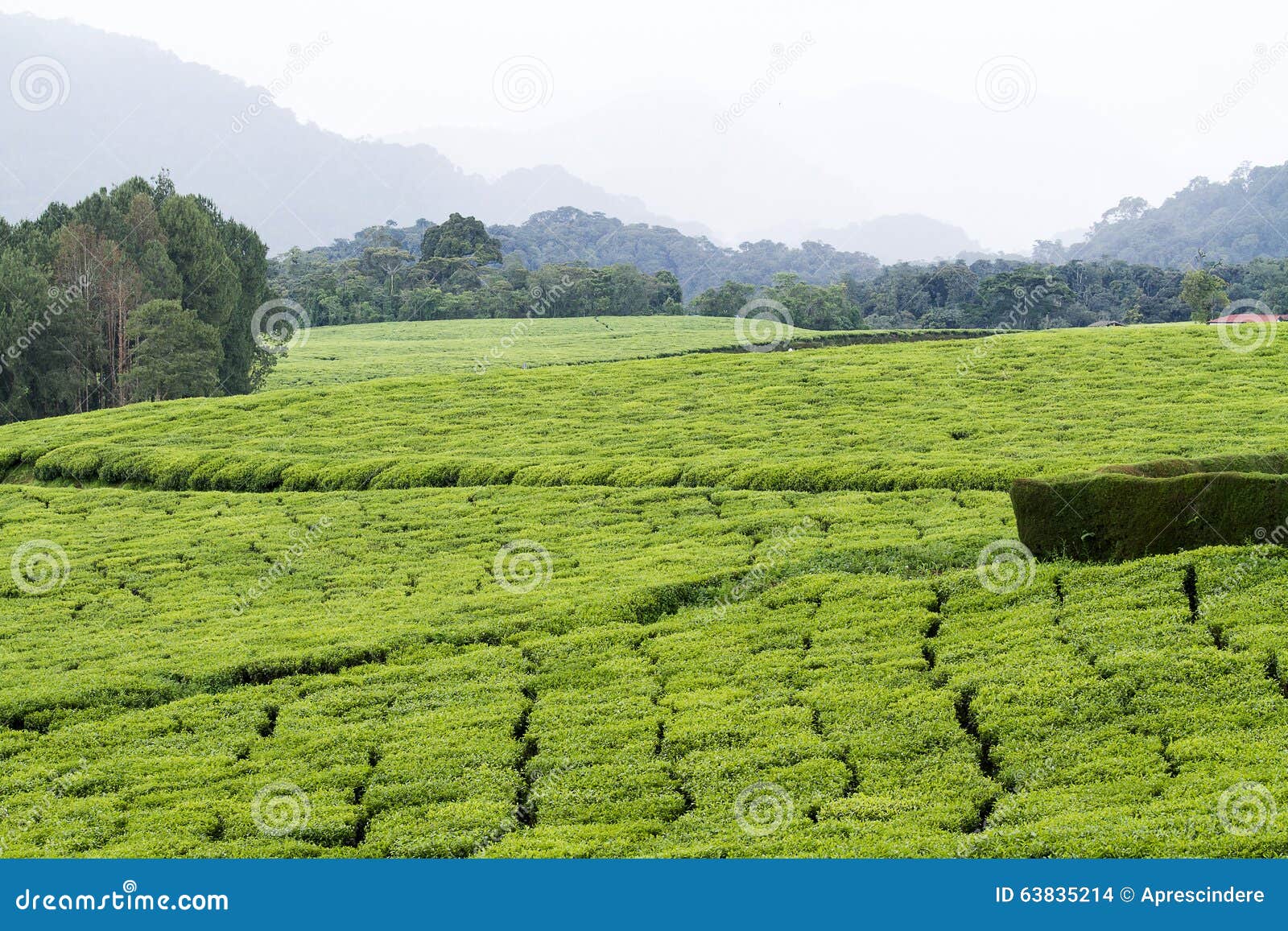 Tea fields stock photo. Image of farm, crop, hill, grow - 63835214