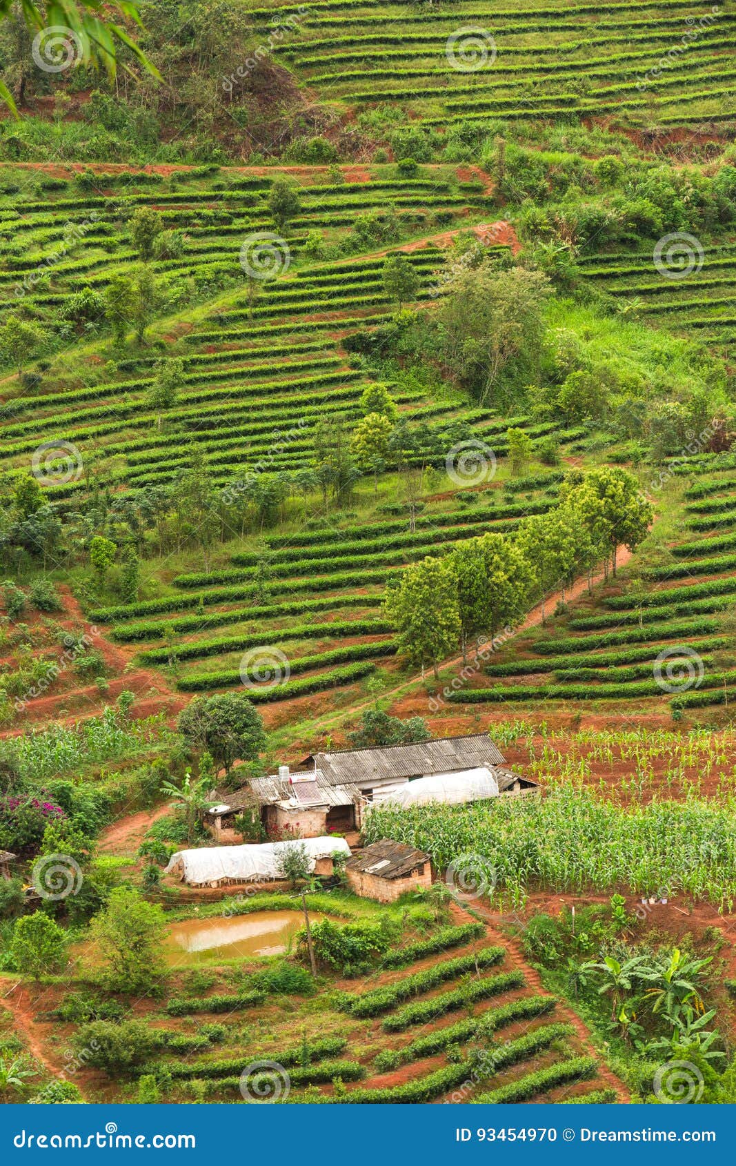 Tea fields in China stock photo. Image of land, outdoor - 93454970
