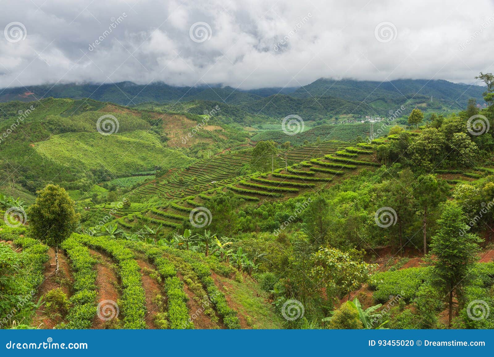 Tea fields in China stock photo. Image of grow, field - 93455020