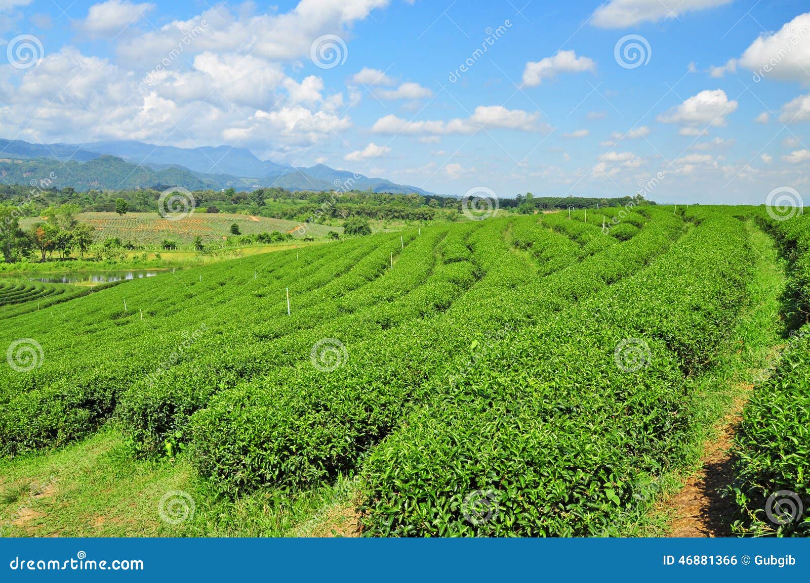Tea fields stock photo. Image of salong, scene, asian - 46881366