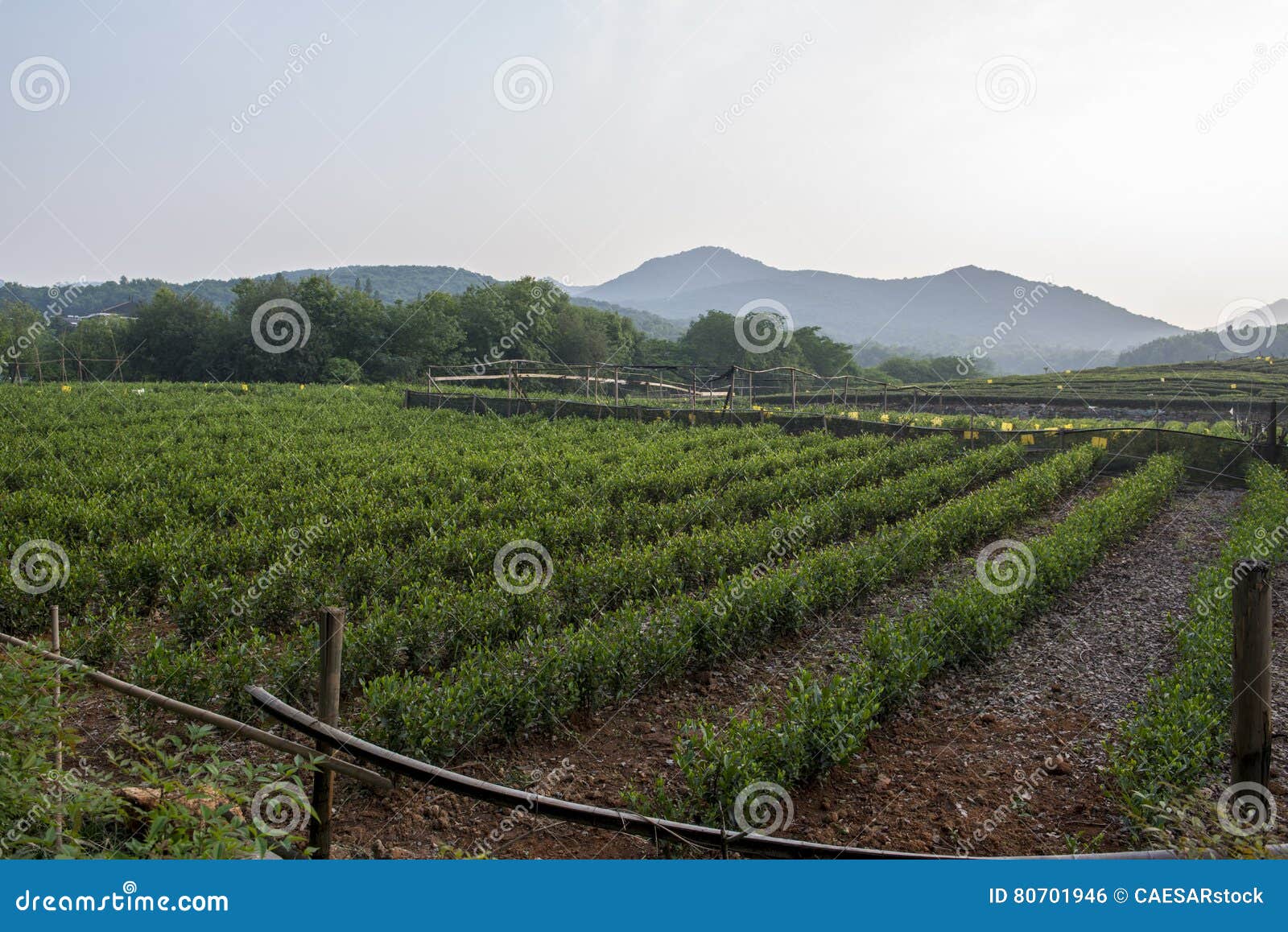 Tea Fields in Hangzhou, China Editorial Photo - Image of tranquil ...