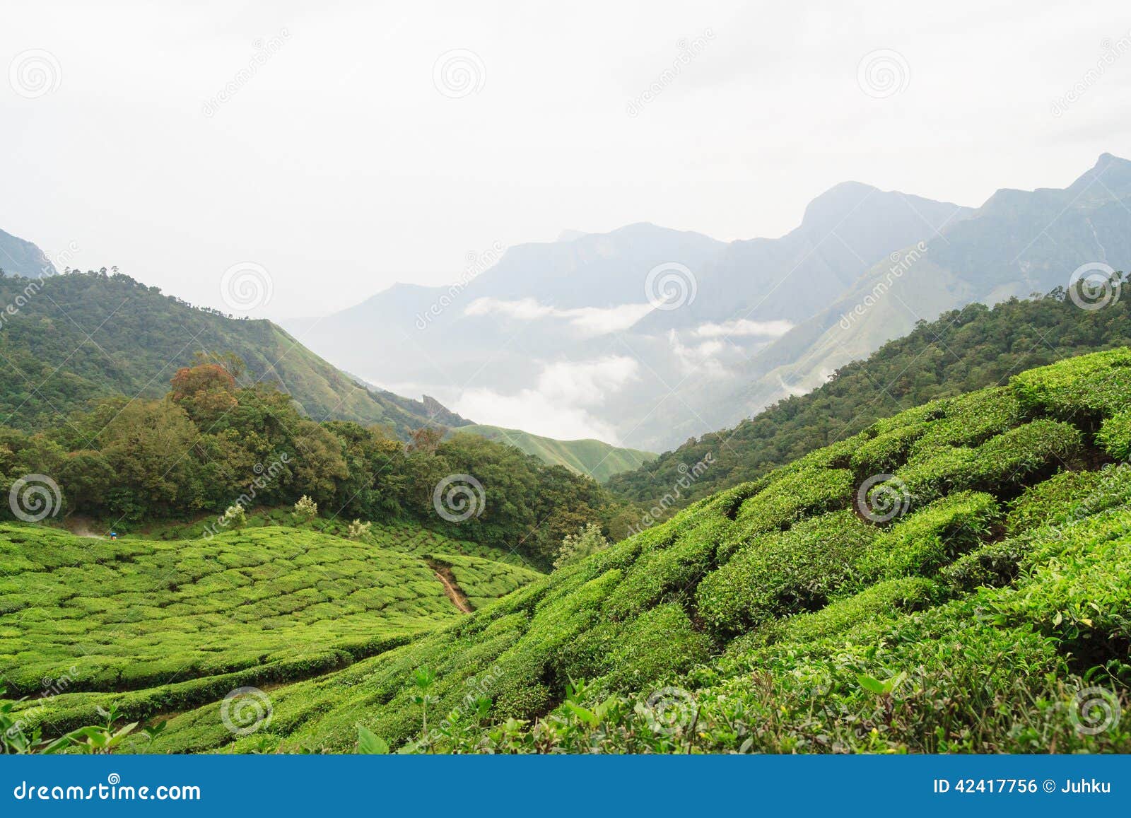 Tea Fields and Mountains in Munnar Stock Photo - Image of organic ...