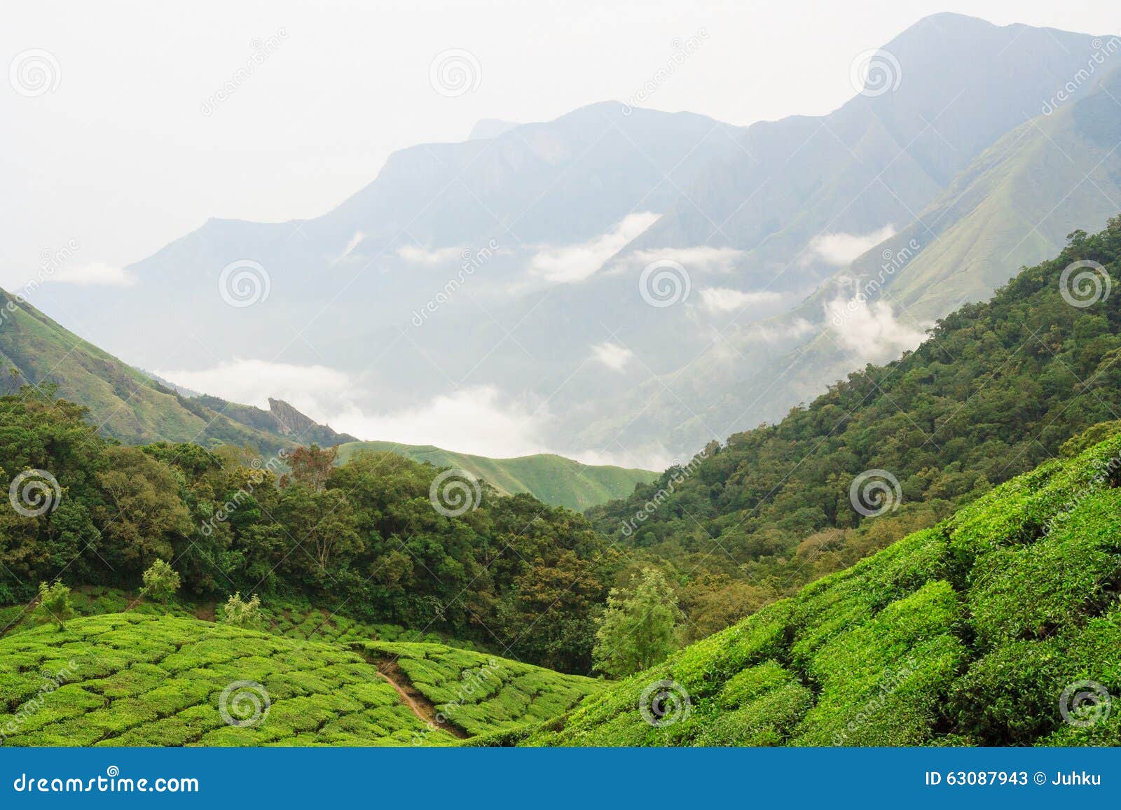 Tea Fields and Mountains in Munnar Stock Image - Image of green, field ...