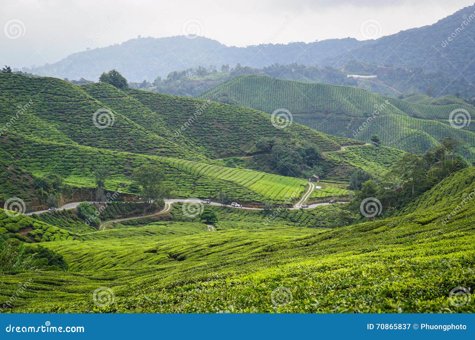 Tea Fields in Nuwara Eliya, Sri Lanka Stock Image - Image of eliya ...