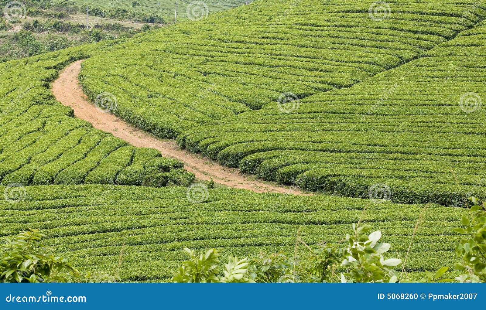 Tea Fields in Spring stock photo. Image of highland, farmland - 5068260