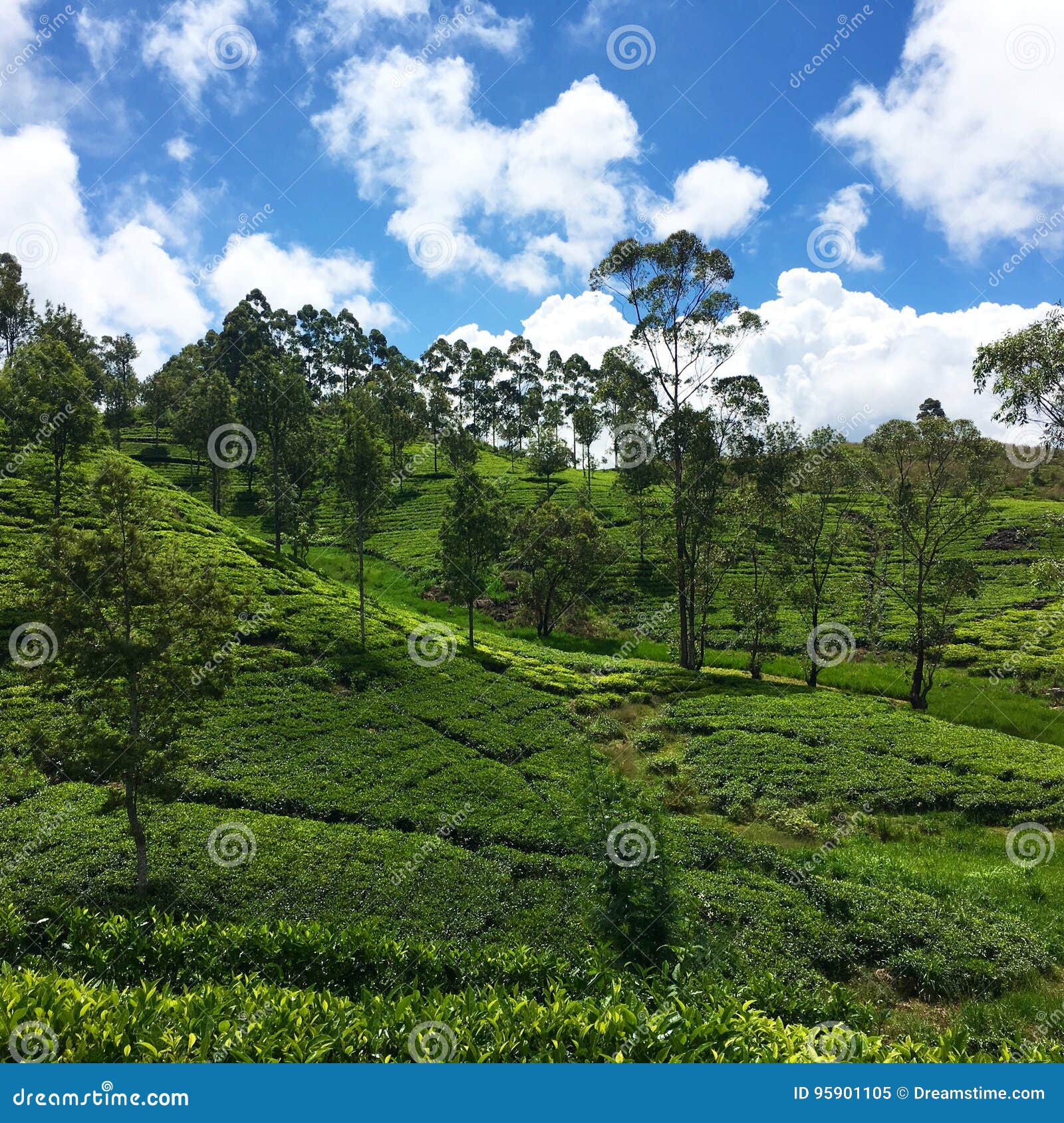 Tea fields at Sri Lanka stock image. Image of lanka, lipton - 95901105