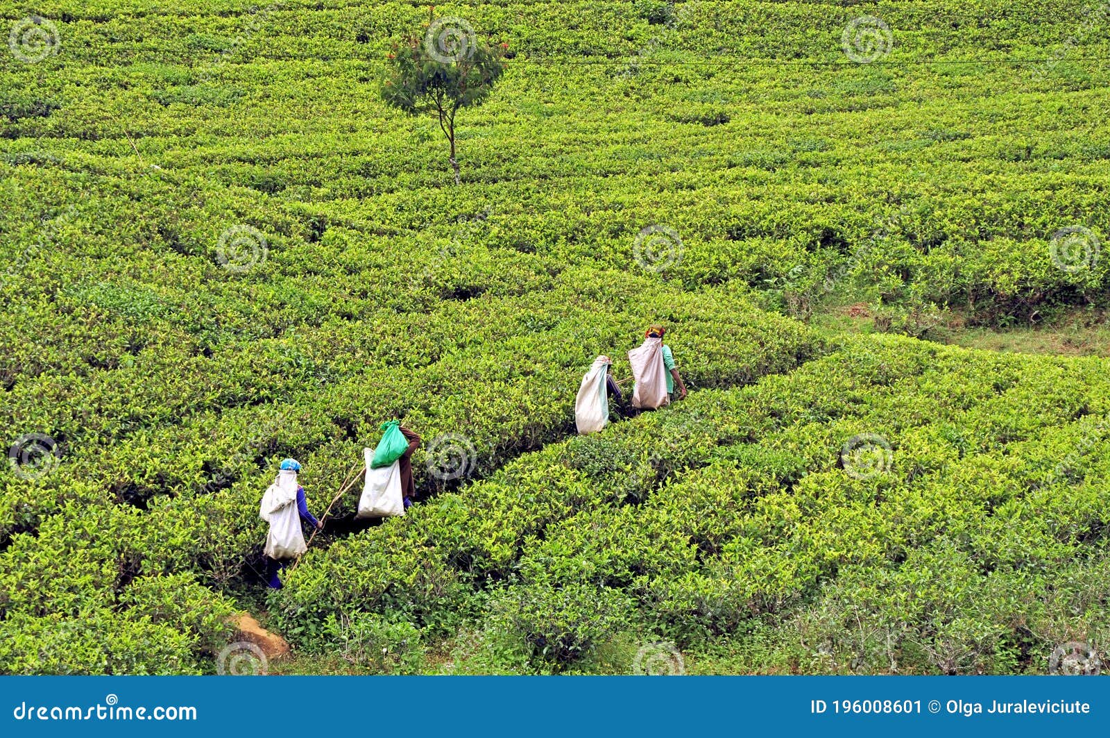 Tea Fields of Sri Lanka, Nuwara Eliya Editorial Photo - Image of garden ...
