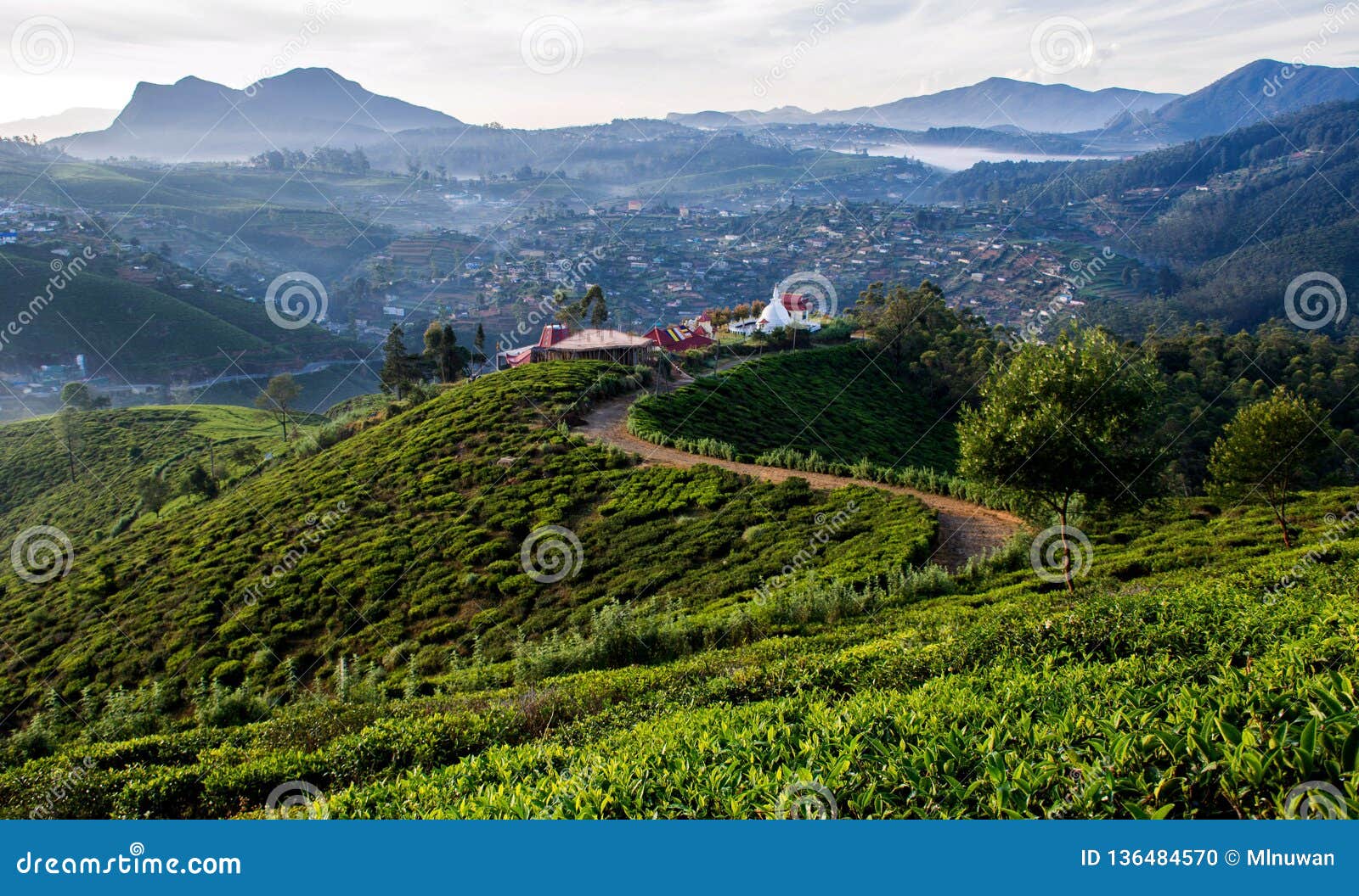 Tea fields of sri lanka stock photo. Image of morning - 136484570