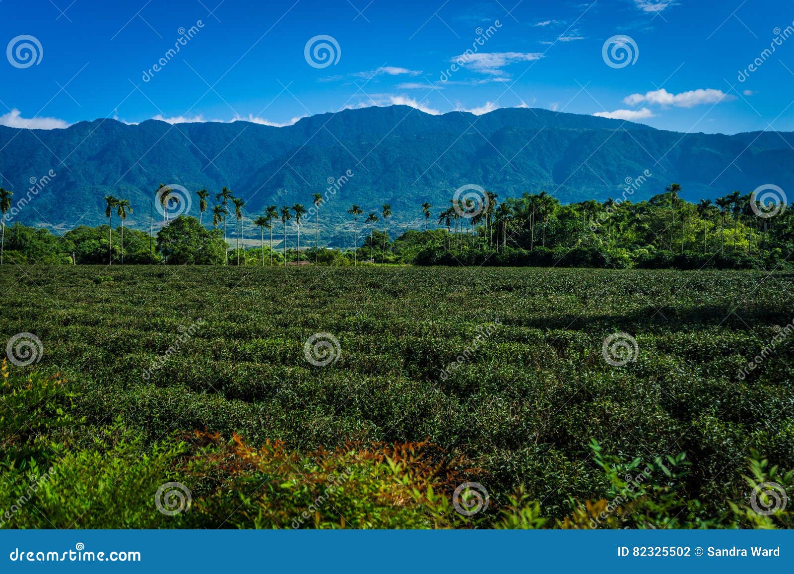 Tea Fields of Taiwan stock photo. Image of agriculture - 82325502
