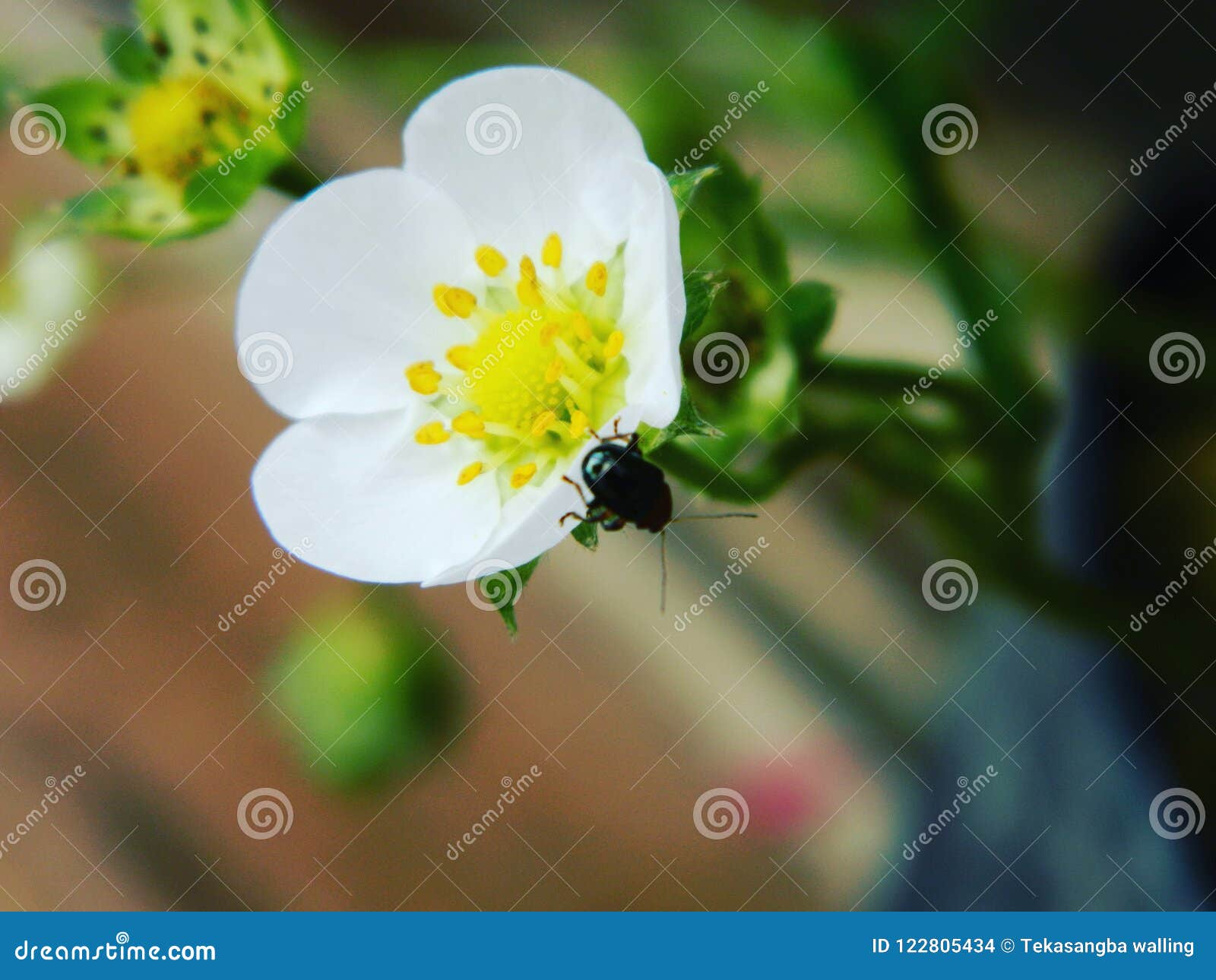Tea Flower with beetle stock photo. Image of rain, flower - 122805434