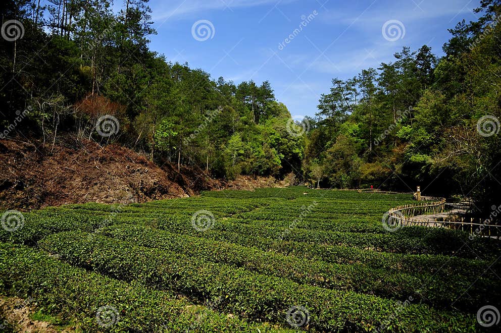 Tea garden stock image. Image of garden, background, geography - 19017283