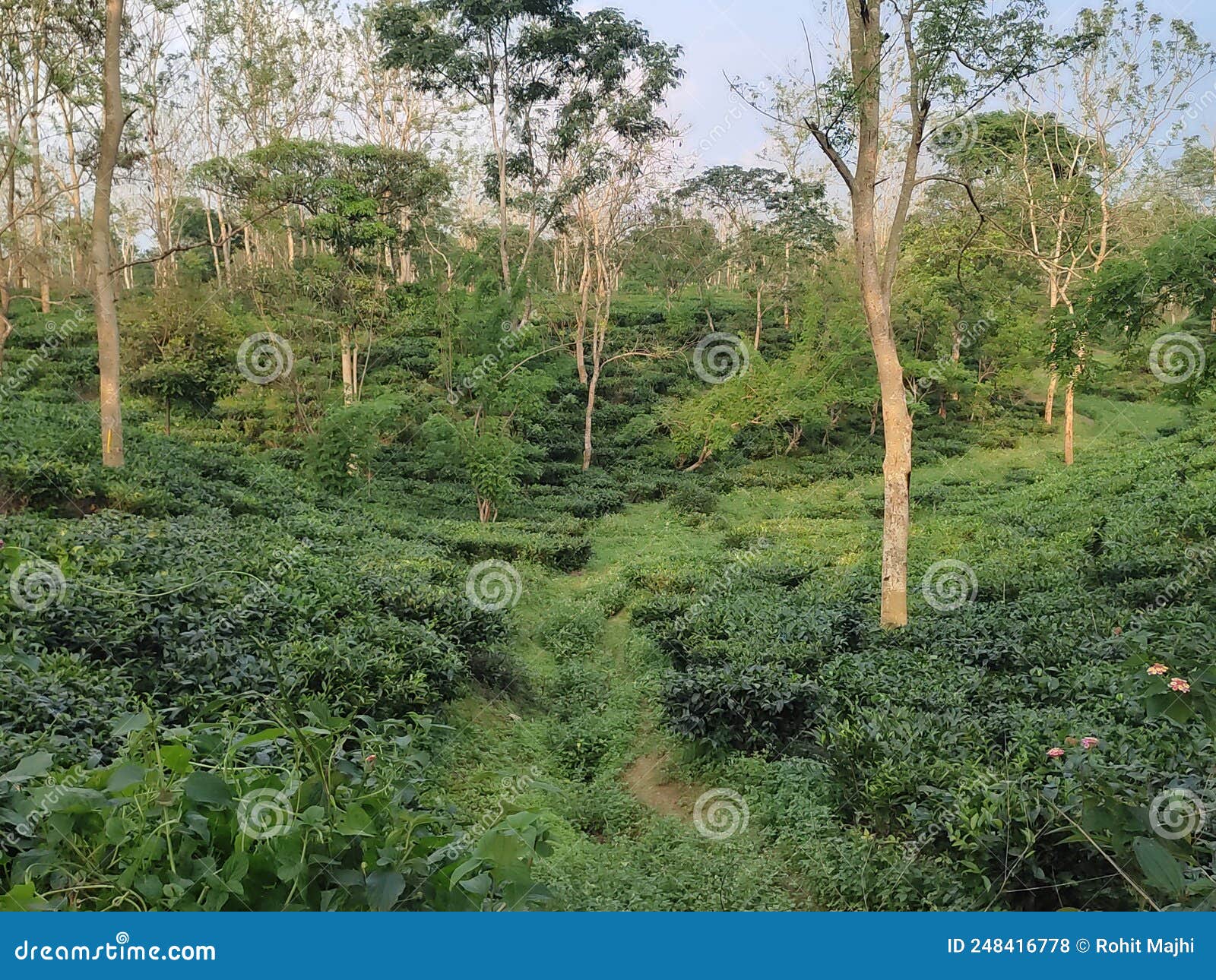 Tea garden of Assam stock photo. Image of garden, nature - 248416778