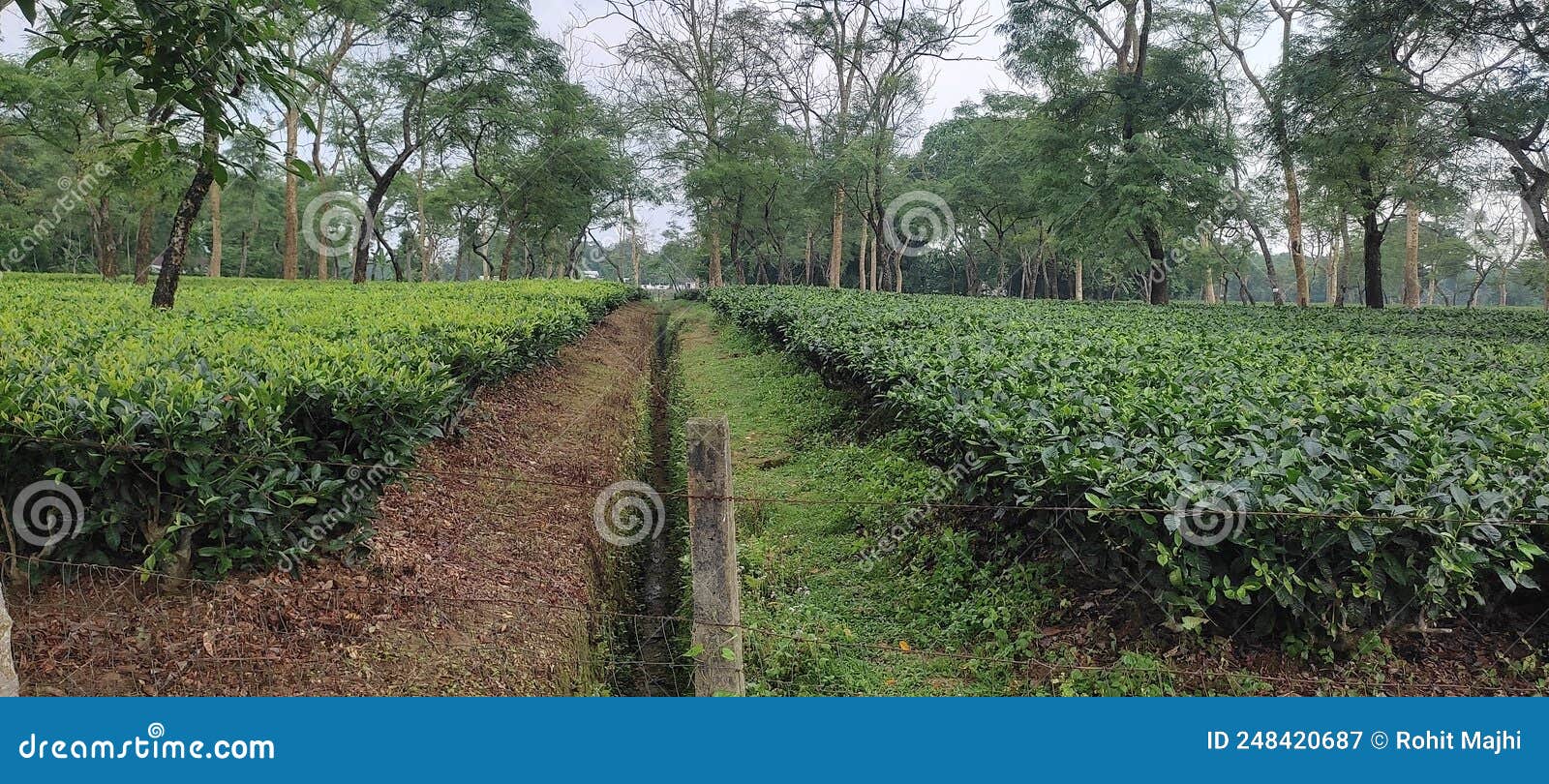 Tea garden of Assam. stock image. Image of food, farm - 248420687