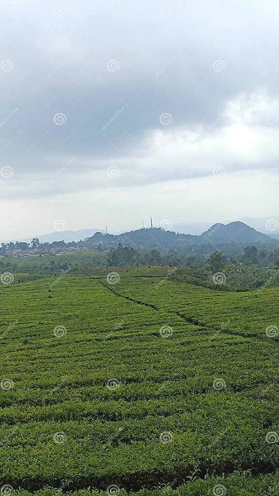 The tea garden at ciater stock photo. Image of mountain - 229621032