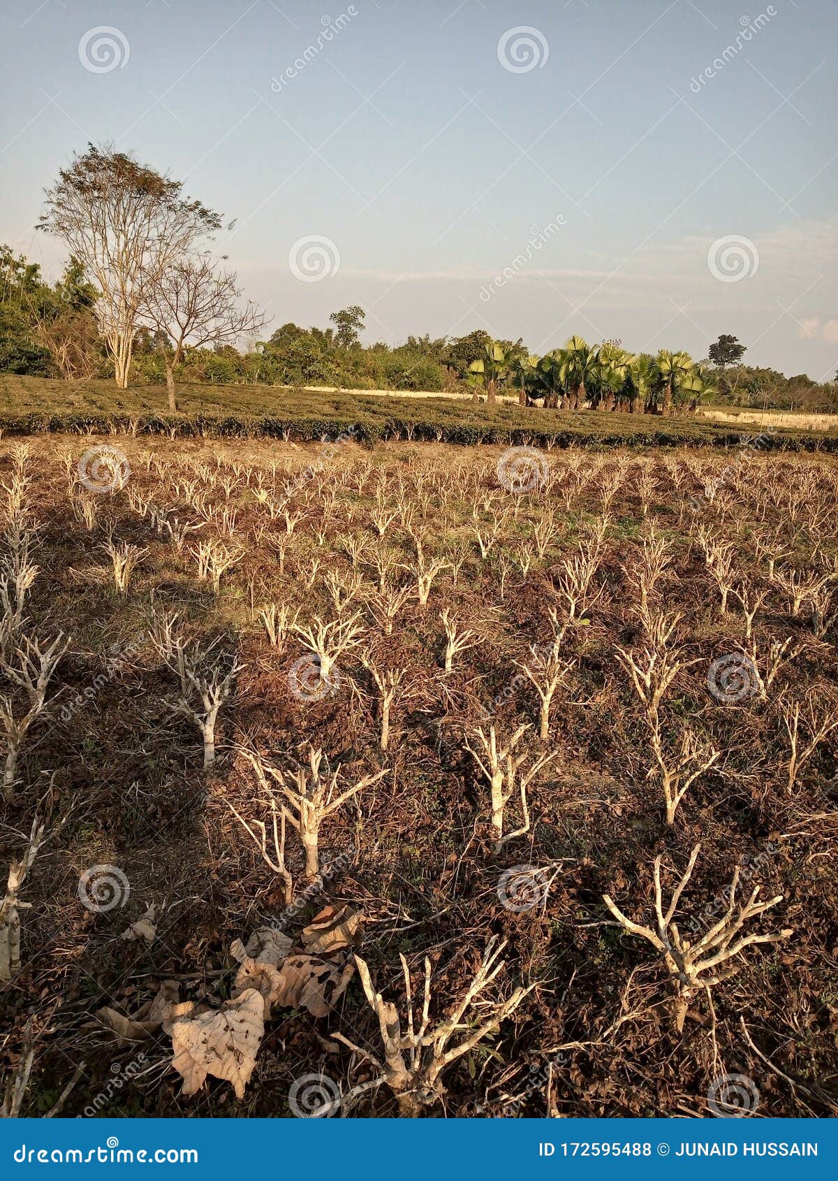 Tea Garden, Cutting Process Stock Photo - Image of weather, daylight ...