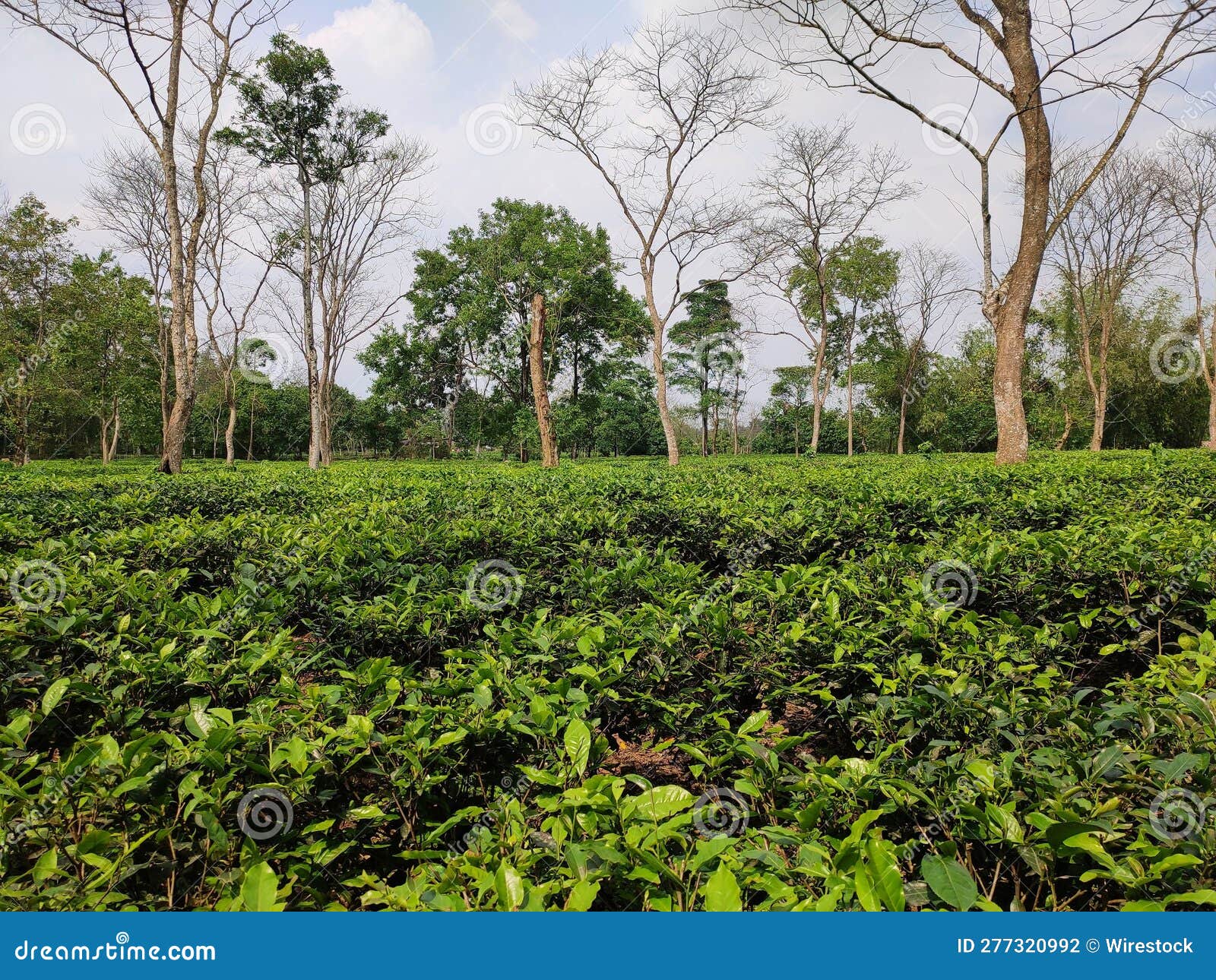 Tea Garden in Digboi, Assam, India. Stock Photo - Image of aroma ...