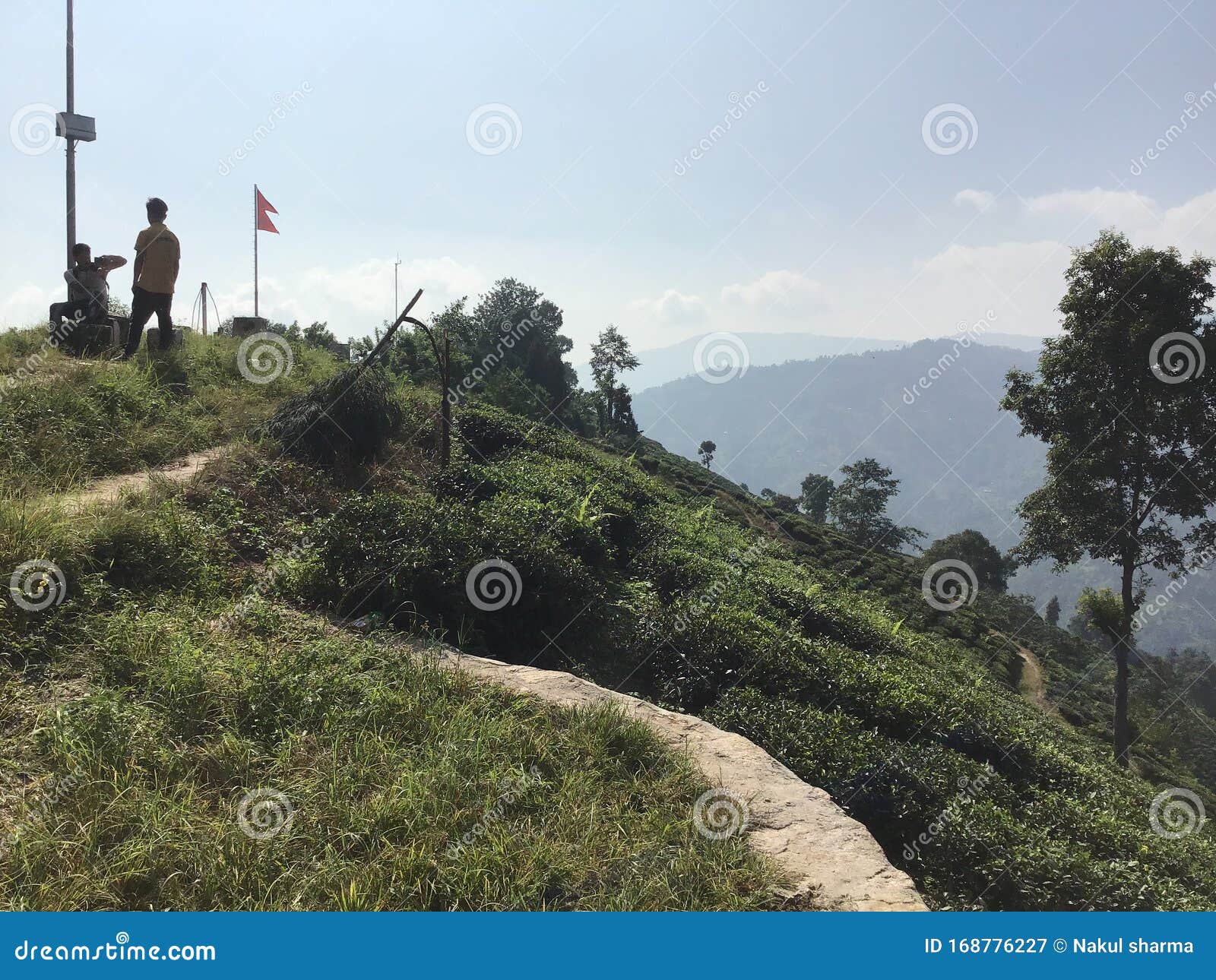 Tea Garden on Hill of Ilam of Nepal Editorial Photography - Image of ...