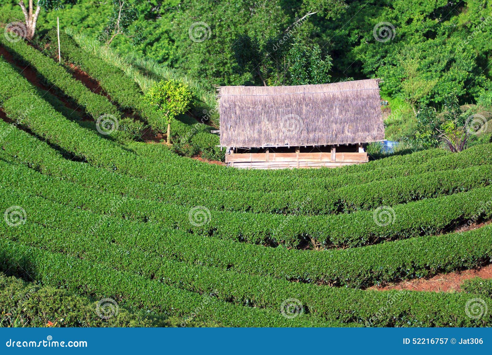 Tea garden and hut stock image. Image of growth, taiwan - 52216757